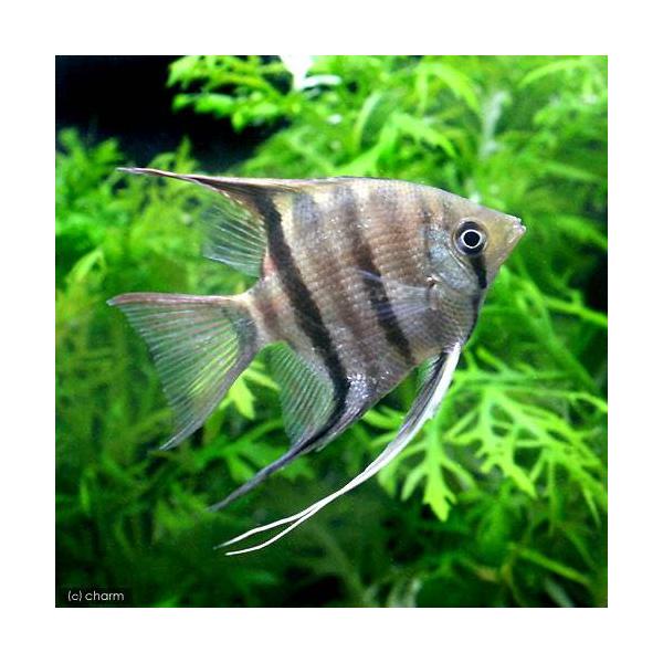 熱帯魚・エビ他　エンゼル・ディスカス　エンゼルフィッシュ　ドゥメリリ・エンゼル　ワイルド　３匹　fish_database　Ｐｔｅｒｏｐｈｙｌｌｕｍ　ｄｕｍｅｒｉｌｉｉ　ｌｅｏｐｏｌｄｉ　デュメリリエンゼル　デュメリリィエンゼル　レオポルデ...