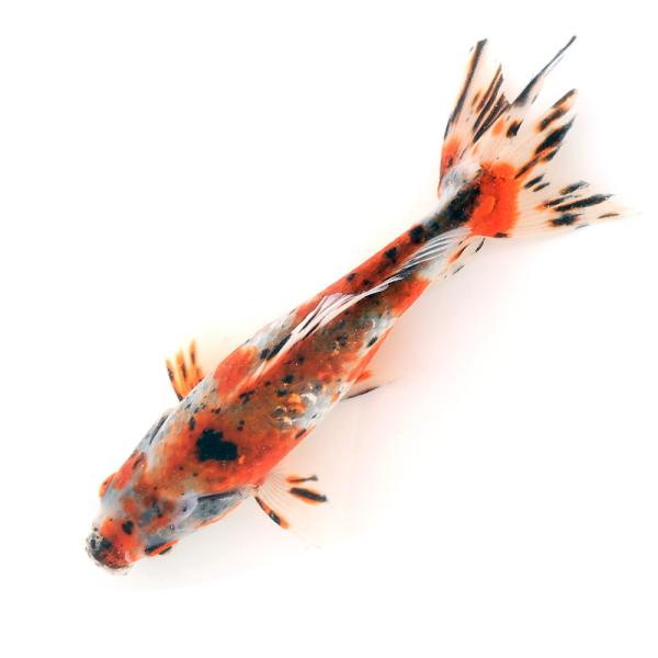 メーカー：?■0〜25 熱帯魚・エビ他　金魚　きんぎょ　キンギョ　和金　生体　一点物　1点物　変わりもの金魚　ワキン型　kodawari1ten　国産　和金　埼玉　二歳　20260901　YK　seitaigensen1ten　y26ｍ09...