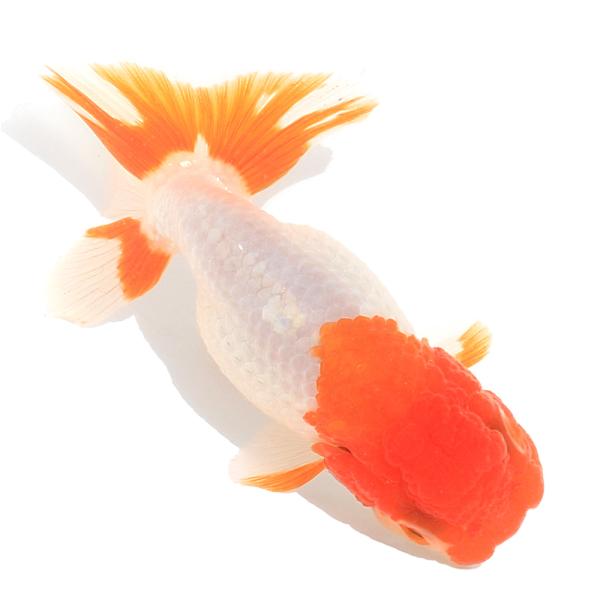 _aqua　sfset　熱帯魚・エビ他　金魚　ランチュウ（生体）　選金魚　nittan_kingyo_ranchu　１点物　一点物　更紗　らんちゅう　catalog_ランチュウ　さらさ　kodawari1ten　seitaigensen1t...