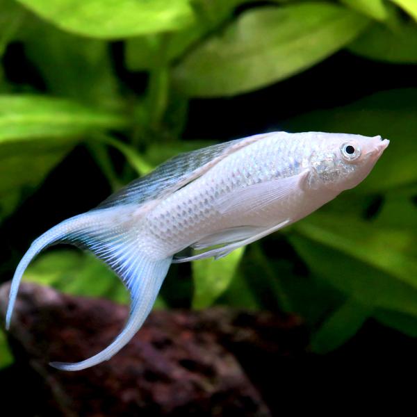 PF_SPQ　熱帯魚・エビ他　プラティ・卵胎生メダカ　ソードテール・モーリー　プラチナホワイトライヤーテールモーリー　メダカの仲間　ビギナーにオススメ　Ｐｏｅｃｉｌｉａ　ｓｐｈｅｎｏｐｓ　ｖａｒ．　20261008　YY　y26m10