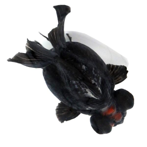 _aqua　sfset　熱帯魚・エビ他　金魚　琉金　生体　更紗琉金　特選金魚　nittan_kingyo_ryukin　nittan_ryukin　catalog_琉金　国産金魚　虎　虎琉金　ダルマ　ショートテール　20260928　ＹＫ　...
