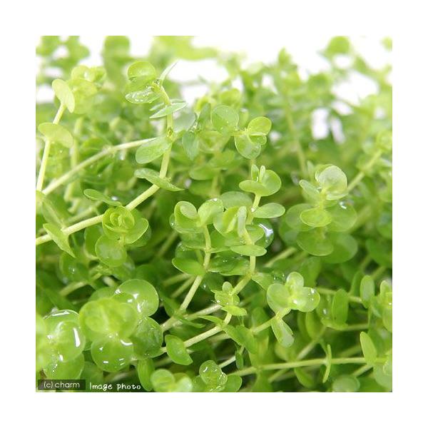 熱帯魚　_aqua　有茎　ヤ行　all_plants　ラージパールグラス　wp_kywrd　パールグラス　20131220　YS3wptop19111347house　pointyh51014seitai