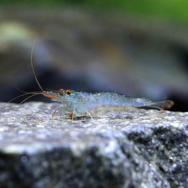 PF_SPQ　熱帯魚・エビ他　その他エビ　ヌマエビ系　１匹　スラウェシシュリンプ　Ｃａｒｉｄｉｎａ　ボクサーシュリンプ　その他ヌマエビ