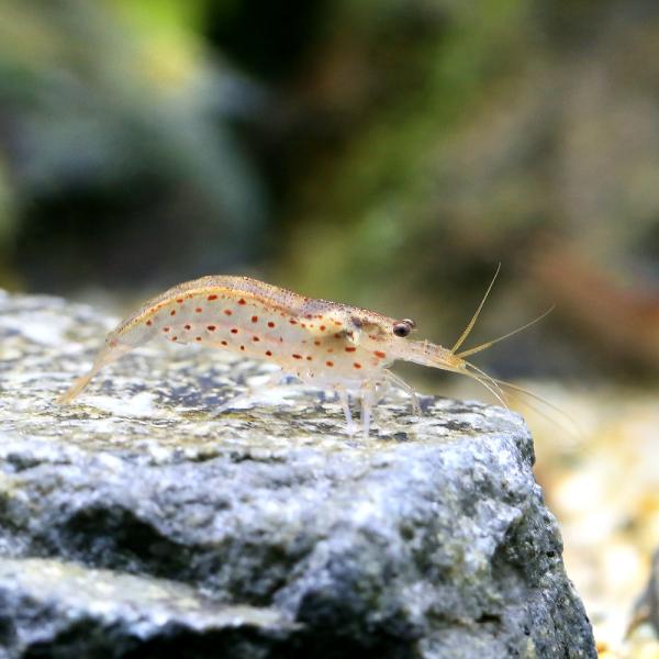 PF_SPQ　熱帯魚・エビ他　ヤマト・ミナミ　ヤマトヌマエビ　２匹　アマノシュリンプ　トロピカルシュリンプ　台湾ヤマトヌマエビ　タイワンヤマトヌマエビ　定番コケ対策　Ｃａｒｉｄｉｎａ　ｍｕｌｔｉｄｅｎｔａｔａ　ｊａｐｏｎｉｃａ　苔対策　こけ...