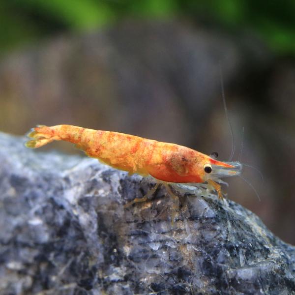 熱帯魚・エビ他　チェリーシュリンプ系　その他エビ　ヌマエビ系　３匹　ビーシュリンプ・エビ　Ｎｅｏｃａｒｉｄｉｎａ　ｄｅｎｔｉｃｕｌａｔａ　ｓｉｎｅｎｓｉｓ　ｈｅｔｅｒｏｐｏｄａ　ｖａｒ．　Hot Cheetos　20240229　RN　y2...