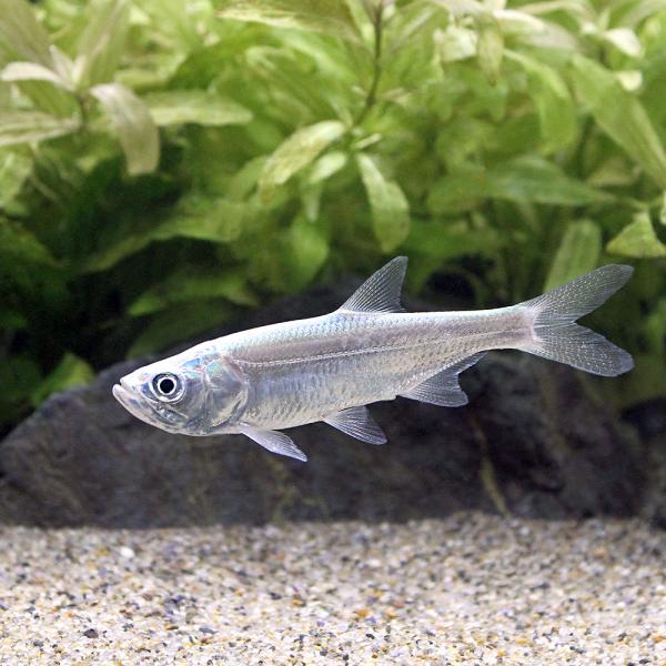 PF_SPQ　古代魚・大型魚（その他）　熱帯魚・エビ他　古代・大型魚　1匹　ターポン　イセゴイ　タイセイヨウイセゴイ　シルバーキング　ゲームフィッシュ　カライワシ　Ｍｅｇａｌｏｐｓ　ａｔｌａｎｔｉｃｕｓ　Atlantic tarpon　fi...