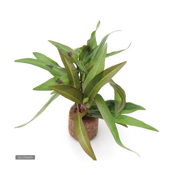 熱帯魚　_aqua　有茎　ラ行　plants20071207　Polygonum　水草　鉢植え水草　all_plants　20100412　水上葉寄せ植え　life_plant_etc　life_malti_wp　wp_kywrd　life...