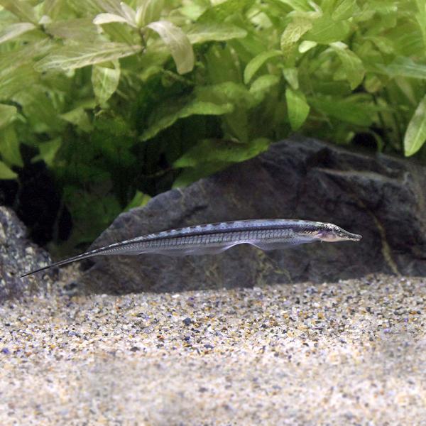 PF_SPQ　古代魚・大型魚（その他）　熱帯魚・エビ他　古代・大型魚　トランペット・ナイフフィッシュ　１匹　fish_database　Ｇｙｍｎｏｒｈａｍｐｈｉｃｈｔｈｙｓ　ｒｏｎｄｏｎｉ？　ジャイアントグラストランペット　ナイフフィッシュ...