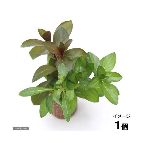 熱帯魚　_aqua　有茎　ラ行　Polygonum　水草　鉢植え水草　20100412　DO　水上葉寄せ植え　life_plant_etc　life_malti_wp　wp_kywrd　lifemultiseries　groupplant_...
