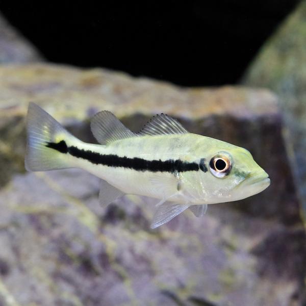 PF_SPQ　fish_database　熱帯魚・エビ他　シクリッド　種類で選ぶ　アメリカンシクリッド　キクラメラニアエ　シクラメラニアエ　シクラソマ　アイスポットシクリッドバス　Ｃｉｃｈｌａ　ｍｅｌａｎｉａｅ　１匹　中南米産　テメンシスシ...
