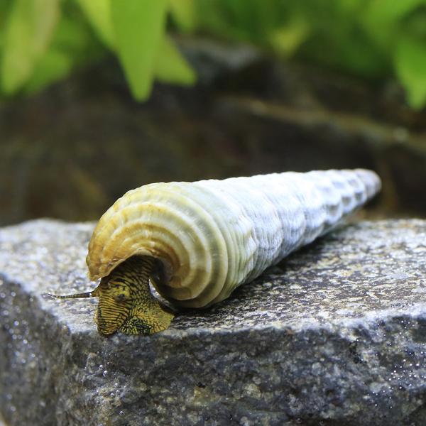 _aqua　熱帯魚・エビ他　貝　種類で選ぶ　タニシ・カワニナ　１匹　スラウェシシュリンプ　Ｔｙｌｏｍｅｌａｎｉａ　ｓｐ．　ヒマラヤンラビットスネール　Ｈｉｍａｌａｙａｎ　Ｒａｂｂｉｔ　Ｓｎａｉｌ　Ｍａｒｗｏｔｏａｅ　20240516　ＲＮ　...