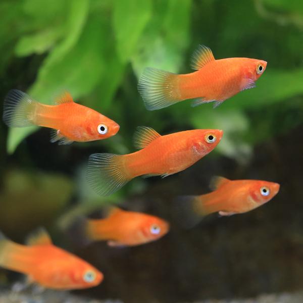 PF_SPQ　熱帯魚・エビ他　プラティ・卵胎生メダカ　プラティの仲間　レッド・プラティ　４匹　メダカの仲間　Ｘｉｐｈｏｐｈｏｒｕｓ　ｍａｃｕｌａｔｕｓ　ｖａｒ．　ビギナーにオススメ　レッドムーン　プチレッド　プラティ　20240608　DN...