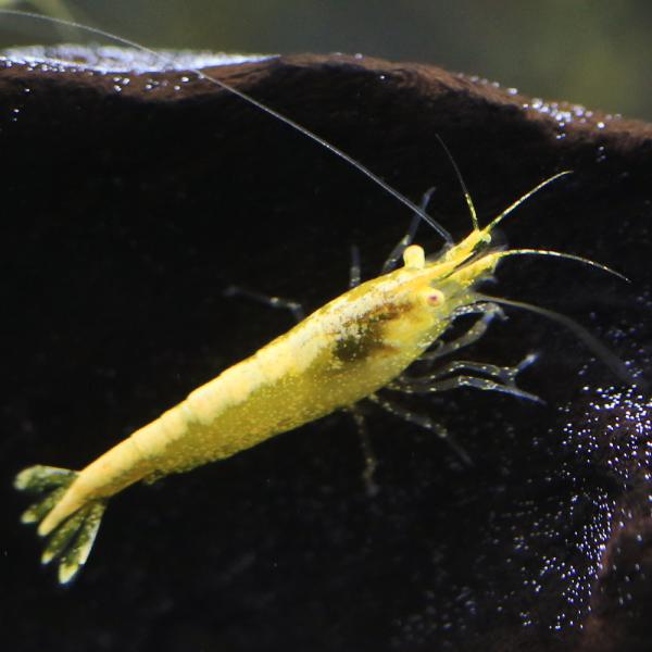 PF_SPQ　_aqua　熱帯魚・エビ他　その他エビ　チェリーシュリンプ系　ヌマエビ系　florescent_cherry　イエローフローレセントシュリンプ　Ｎｅｏｃａｒｉｄｉｎａ　ｄｅｎｔｉｃｕｌａｔａ　ｓｉｎｅｎｓｉｓ　ｈｅｔｅｒｏｐｏ...