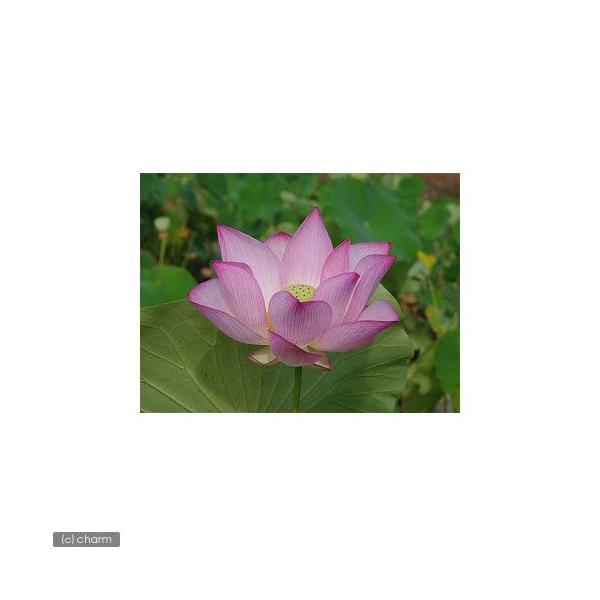 ビオトープ　ガーデニング　水辺植物　ハス　hasu_10bai0731　all_plants　20100418　YH　tuihi_rotas0614　育て方　育成方法　栽培方法　AS　2022/07/09　YN　げんしはす　syuuseihase