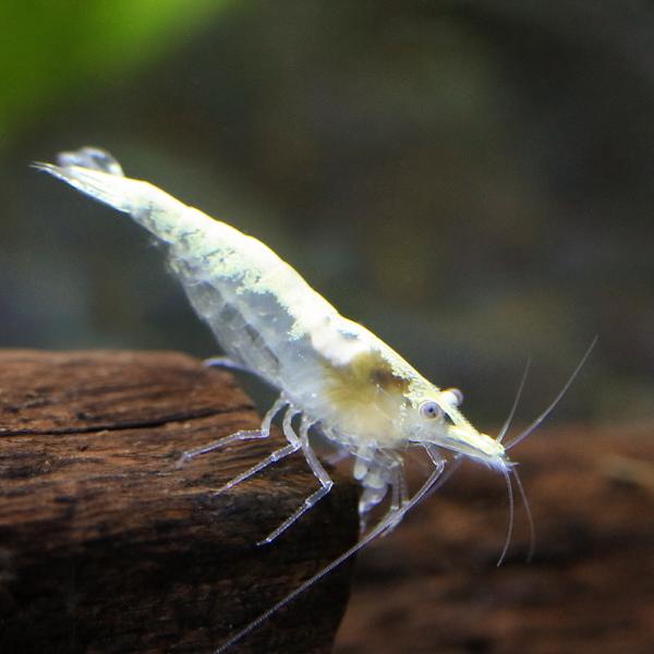 _aqua　熱帯魚・エビ他　ヌマエビ系　５匹　チェリーシュリンプ系　Ｎｅｏｃａｒｉｄｉｎａ　ｃｆ．ｚｈａｎｇｊｉａｊｉｅｎｓｉｓ　ｄｅｎｔｉｃｕｌａｔａ　ｓｉｎｅｎｓｉｓ　ｈｅｔｅｒｏｐｏｄａ　ｖａｒ．　エビ生体　スノーストームシュリンプ　...