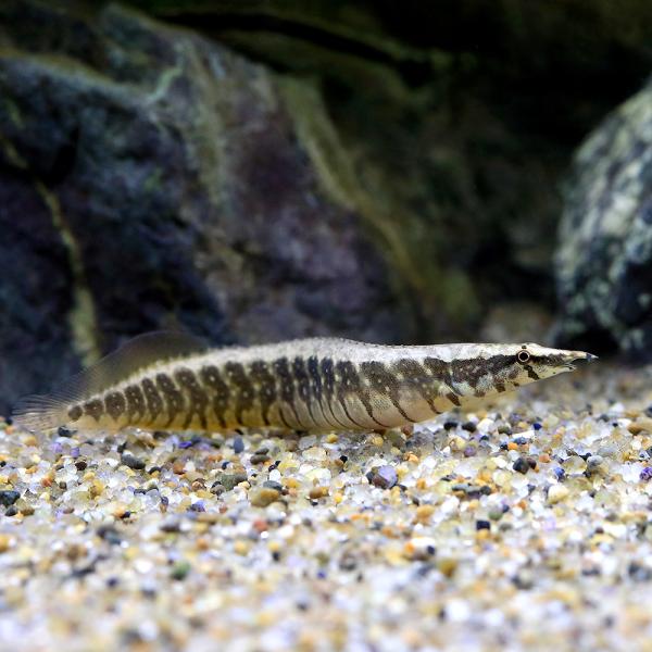PF_SPQ　熱帯魚・エビ　Ｍａｃｒｏｇｎａｔｈｕｓ　ｃｉｒｕｍｃｉｎｃｔｕｓ　マウンテンスパイニーイール　スパイニール　マスタセンベルス　シルムシントゥス トゲウナギ　fish_detabese　kaijyo