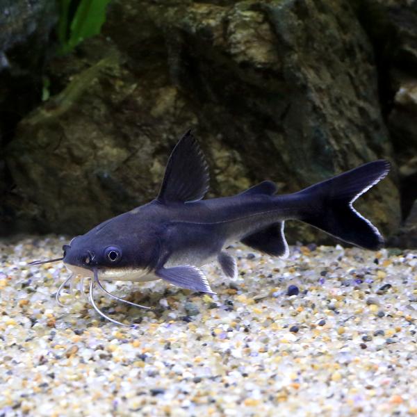 PF_SPQ　熱帯魚・エビ他　ナマズの仲間　１匹　fish_databaseｉ　汽水　ハマギギ　パプアンサーモン　キャット　Ｃｉｎｅｔｏｄｕｓ　ｃａｒｉｎａｔｕｓ　20250326　DN　y25m03　Ｎｅｏａｒｉｕｓ　ｂｅｒｎｅｙｉ　Ｐａ...