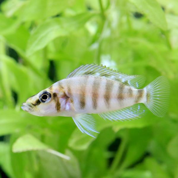 PF_SPQ　fish_database　熱帯魚・エビ他　シクリッド　種類で選ぶ　アフリカンシクリッド　アルトランプロローグス　コンプレシケプス　マンダリン　ティッチャ　１匹　アフリカ産　Ａｌｔｏｌａｍｐｒｏｌｏｇｕｓ　ｃｏｍｐｒｅｓｓ　ｍ...