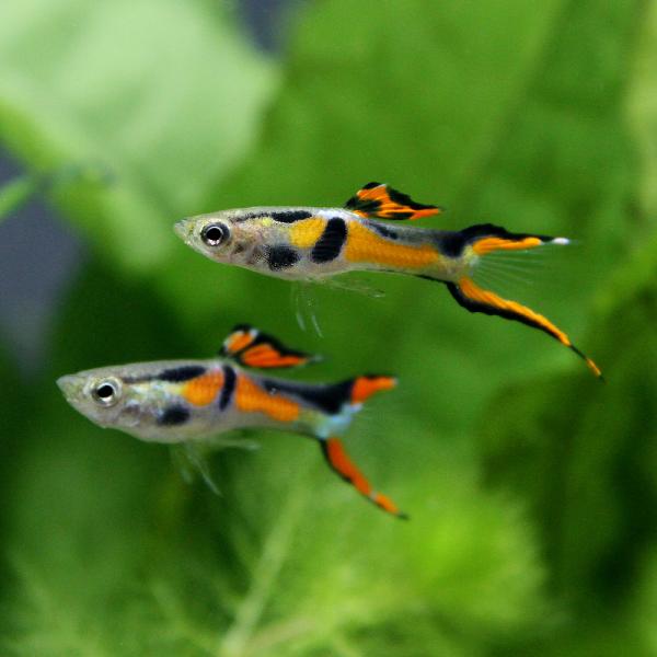 _aqua　熱帯魚・エビ他　グッピー　ワイルドフォーム系　エンドラーズ・ライブベアラー　レッドラインタイプ　１ペア　fish_database　Ｐｏｅｃｉｌｉａ　Ａｃａｎｔｈｏｐｈａｃｅｌｕｓ　ｗｉｎｇｅｉ　ｖａｒ．　Ｂｌａｃｋ　Ｂａｒｓ　...