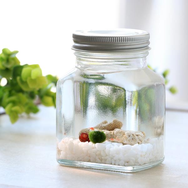 interioraquaholho　熱帯魚・エビ他　ヌマエビ系　ホロホロボトル　ボトルアクアリウム　水槽　セット商品　水草　魚付きセット　ビーシュリンプ・エビ　インテリア水槽　オパエウラ　ピクシーシュリンプ　スカーレットシュリンプ　ハワイア...