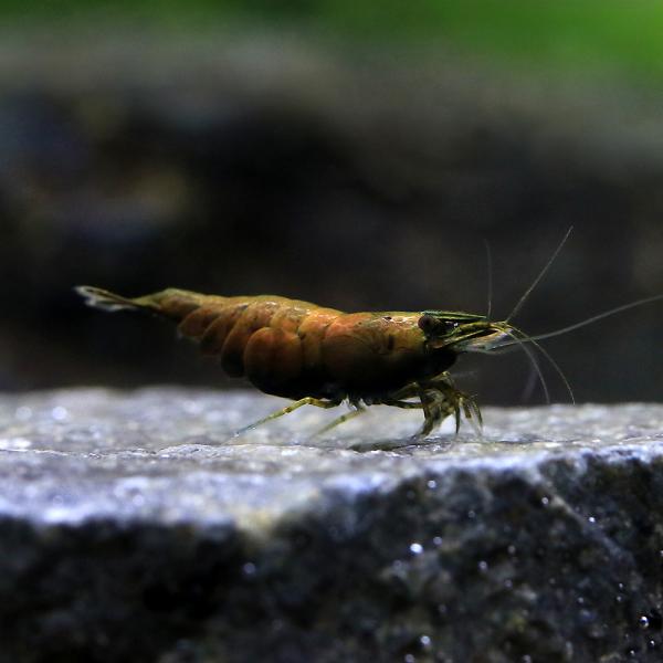 fish_database　_aqua　熱帯魚・エビ他　その他エビ　チェリーシュリンプ系　ヌマエビ系　Ｎｅｏｃａｒｉｄｉｎａ　ｄｅｎｔｉｃｕｌａｔａ　greenjade_cherry　カンタロープ　カンタロープシュリンプ　グリーン　１匹　エ...