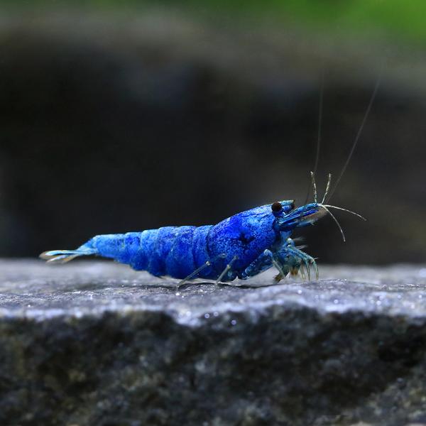 PF_SPQ　fish_database　turquoise_shadow_shrimp　熱帯魚・エビ他　ビーシュリンプ・エビ　シャドー系　ターコイズシャドーシュリンプ　１匹　シュリンプシャドー　ターコイズシュリンプ　20111208　MS...