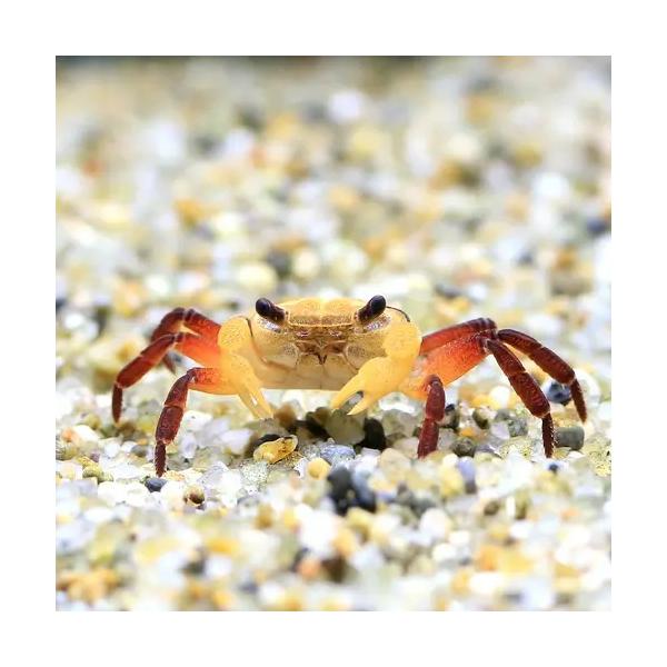 熱帯魚・エビ他　ザリガニ・その他生体　ボルネオブルークラブ　スラウェシシュリンプ　freshwatercrab　three　color　crab　Lepidothelphusa　sp.　Borneo　blue　y23m08　20230819...