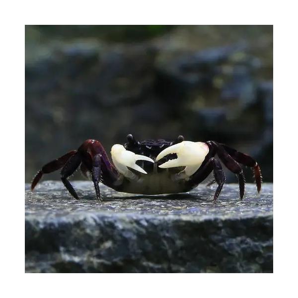 aqua　_insect　fish_database　熱帯魚・エビ他　ザリガニ・その他生体　セルリアンブルー　セルリアンブルークラブ　ドワーフクラブ　Cerulean Blue Crab　Lepidothelphusa sp.　熱帯魚・エビ...