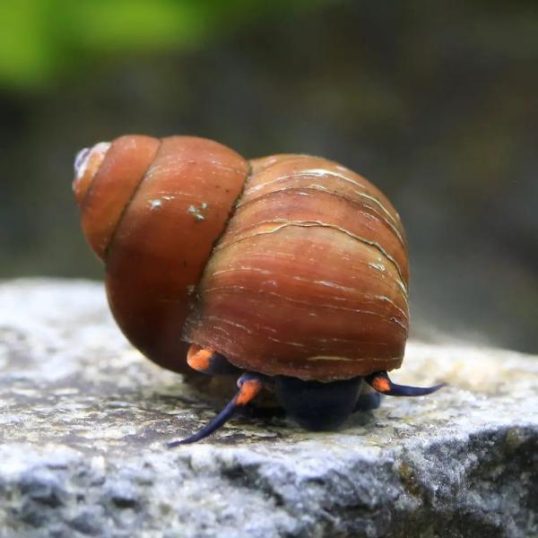 _aqua　hime_pond_snail　熱帯魚・エビ他　貝　種類で選ぶ　タニシ・カワニナ　Ｎｏｔｏｐａｌａ　パプアニューギニアブルーベリースネール　Ｖｉｖｉｐａｒｉｄａｅ　Ｆｉｌｏｐａｌｕｄｉｎａ　y26m01