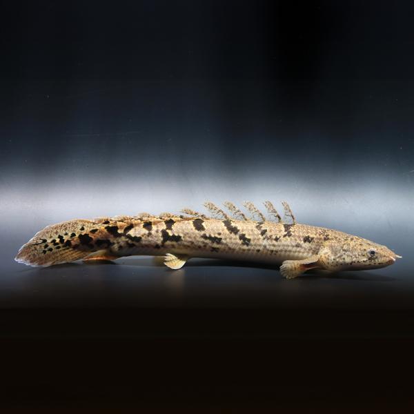 熱帯魚・エビ他　古代・大型魚　１匹　ビギナーにオススメ　ポリプテルスデルヘッジ　ポリプテルスデルヘッツィ　Ｐｏｌｙｐｔｅｒｕｓ　ｄｅｌｈｅｚｉ　ポリプテルス　デルヘジィ　kodawari1ten　一点物　１点物　fish1ten　seita...