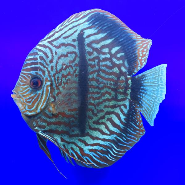 メーカー：?■30〜35 PF_SPQ　kodawari1ten　seitaigensen1ten　trfish1ten　一点物　_aqua　熱帯魚・エビ他　エンゼル・ディスカス　ディスカス　改良品種系　１匹　シムフィソドン　sｙｍｐｈｙs...