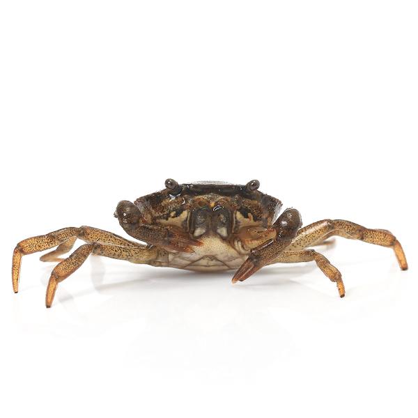 PF_SPQ　_insect　熱帯魚・エビ他　ザリガニ・その他生体　ヴァルヴィディア・セラータ　valdivia serrata　fish_database　freshwatercrab　カテゴリ編集　チリ　アマゾン　カニ　アマゾン川　ペル...