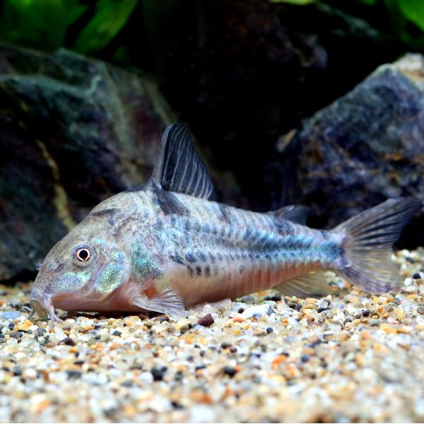 熱帯魚・エビ他　コリドラス　ショートノーズ　コリドラス・パレアタス　１匹　ビギナーにオススメ　ビギナー小型向け生体　Ｈｏｐｌｉｓｏｍａ　ｐａｌｅａｔｕｍ　Ｃｏｒｙｄｏｒａｓ　ｐａｌｅａｔｕｓ　アオコリ　青コリドラス　パレコリ　花コリ　黒コリ...