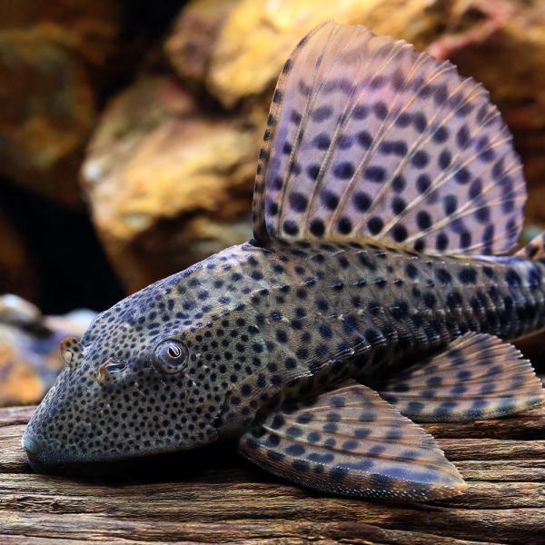 PF_SPQ　熱帯魚・エビ他　プレコ　種類で選ぶ　セルフィン系　ペルーレッドパナクエ　１匹　fish_database　特集　Ｌ２２７　Ｌ２２９　Ｈｙｐｏｓｔｏｍｕｓ　ｃｆ．ｅｒｉｃｉｓｕｓ　ペルーレッドコクリオドン　ペルビアンコクリオドン...