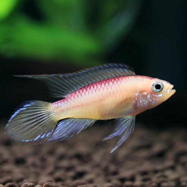 PF_SPQ　熱帯魚・エビ他　シクリッドアピスト・ラミレジィ・他　アピストグラマアガシジィ　ファイアーレッド　１ペア　fish_database　中南米産　Ａｐｉｓｔｏｇｒａｍｍａ　ａｇａｓｓｉｚｉｉ　Ｆｉｒｅ　Ｒｅｄ　ファイヤーレッド　d...