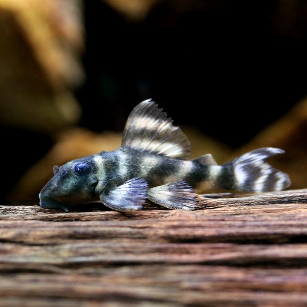 PF_SPQ　_aqua　sfset　熱帯魚・エビ他　プレコ　種類で選ぶ　タイガー・ペコルティア系　ぺコルティア系　特集　Ｈｙｐａｎｃｉｓｔｒｕｓ　ｓｐ．　Ｎｈａｍｕｎｄ　Ｌ４７５　ダークエビルペコルティア　ダークエビルプレコ　１匹　熱帯魚...