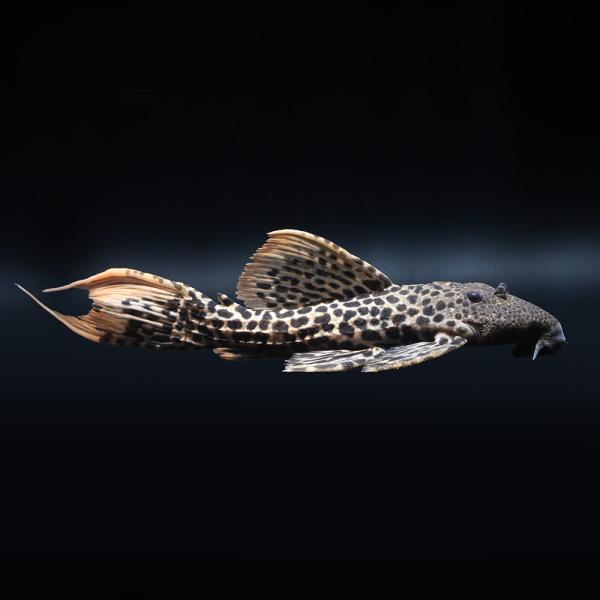 PF_SPQ　sfset　_aqua　熱帯魚・エビ他　プレコ　種類で選ぶ　タイタニックトリムプレコ　スーパーレッド　１匹　Ｌ２７３　Ｐｓｅｕｄａｃａｔｈｉｃｕｓ　ｓｐ．　fish_database　トリム・マグナム系　特集　淡水生体　淡水生...