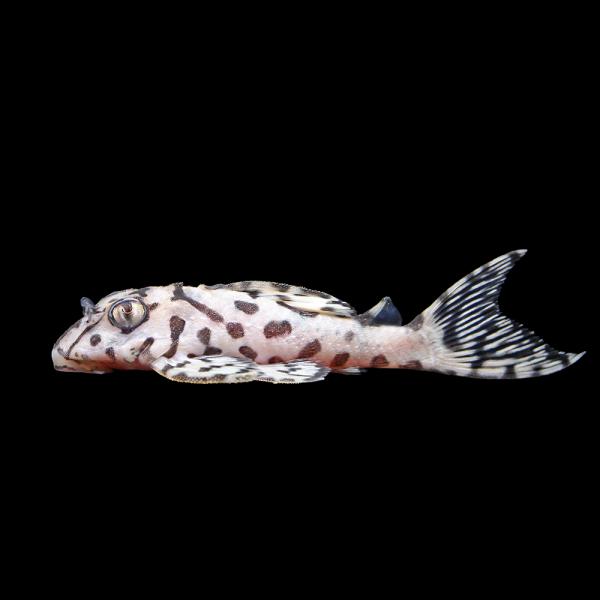 PF_SPQ　sfset　_aqua　fish_database　熱帯魚・エビ他　プレコ　タイガー・ペコルティア系　メガクラウンペコルティア　ニューメガクラウン　メガクラウンプレコ　メガクラウンゼブラプレコ　ブリード　１匹　Ｌ２３６　Ｌ２８...