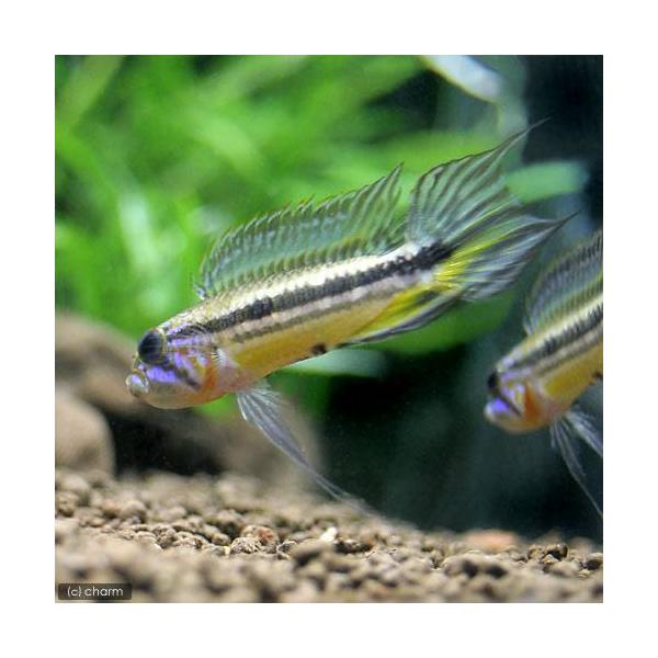 PF_SPQ　fish_database　熱帯魚・エビ他　シクリッド　種類で選ぶ　アピスト・ラミレジィ・他　アピストグラマ・メンデジィ　中南米産　tansui62　gyaratan　20260421　YK　ｙ26ｍ04
