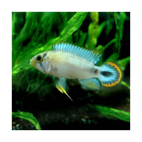 PF_SPQ　熱帯魚・エビ他　シクリッドアピスト・ラミレジィ・他　アピストグラマ・パンドゥロ　ペア　fish_database　中南米産　Ａｐｉsｔｏｇｒａｍｍａ　ｐａｎｄｕｒｏ　パンドリニ　パンドゥリニ　kaijyo　MS0106　tan...