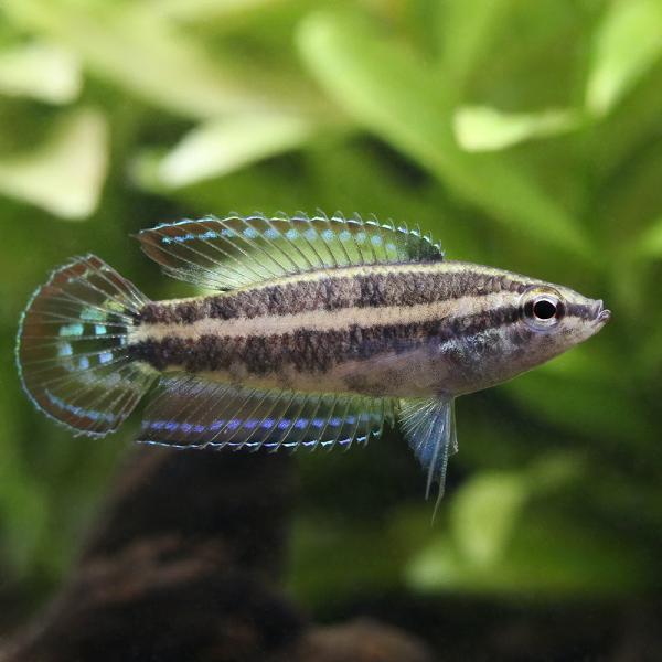 PF_SPQ　_aqua　fish_database　熱帯魚・エビ他　グラミー・アナバス　グラミー・リコリス　リコリスクインデシム　リコリスグーラミー　リコリスグーラミィ　１匹　グラミー　小型グラミー　Ｐａｒｏｓｐｈｒｏｍｅｎｕｓ　ｑｕｉｎ...