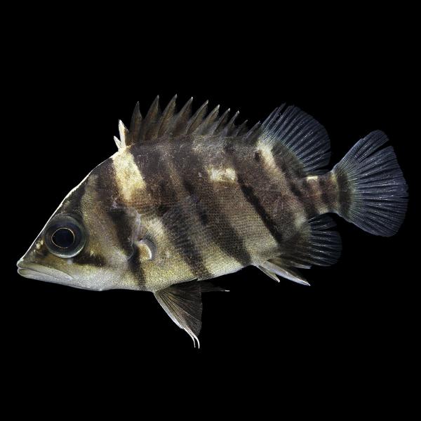 古代魚・大型魚　その他　_aqua　熱帯魚・エビ他　古代・大型魚　ダトニオ・プラスワン　ダトニオプラスワン　１匹　fish_database　ビギナーにオススメ　ボルネオタイガー　ナンダス　aqua_li　kodawari1ten　一点物　...