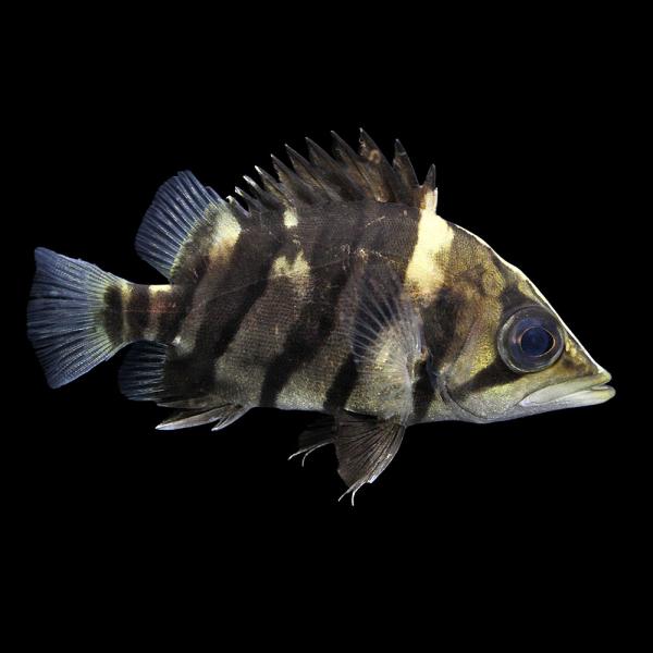 古代魚・大型魚　その他　_aqua　熱帯魚・エビ他　古代・大型魚　ダトニオ・プラスワン　ダトニオプラスワン　１匹　fish_database　ビギナーにオススメ　ボルネオタイガー　ナンダス　aqua_li　kodawari1ten　一点物　...