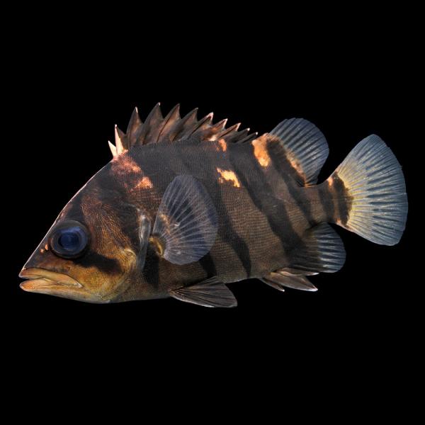 古代魚・大型魚　その他　_aqua　熱帯魚・エビ他　古代・大型魚　ダトニオ・プラスワン　ダトニオプラスワン　１匹　fish_database　ビギナーにオススメ　ボルネオタイガー　ナンダス　aqua_li　kodawari1ten　一点物　...