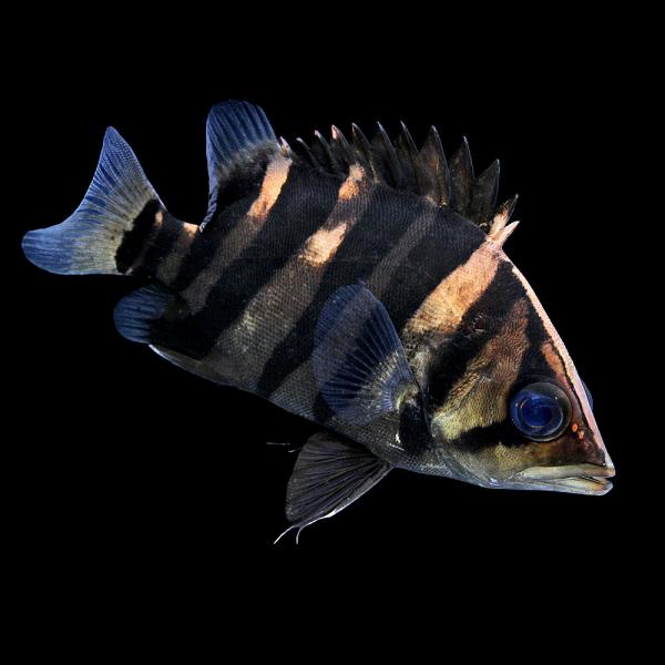 古代魚・大型魚　その他　_aqua　熱帯魚・エビ他　古代・大型魚　ダトニオ・プラスワン　ダトニオプラスワン　１匹　fish_database　ビギナーにオススメ　ボルネオタイガー　ナンダス　aqua_li　kodawari1ten　一点物　...