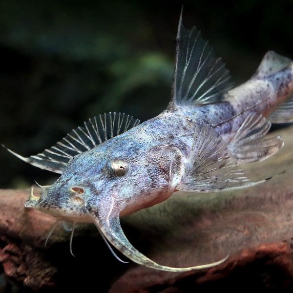PF_SPQ　fish_database　熱帯魚・エビ他　ナマズの仲間　バガリウス　バガリュース　バガリュース　ヤレリー　Ｂａｇａｒｉｕｓ　ｙａｒｒｅｌｌｉ　ワイルド　１匹　その他の熱帯魚　2026921　YY　ｙ26ｍ09