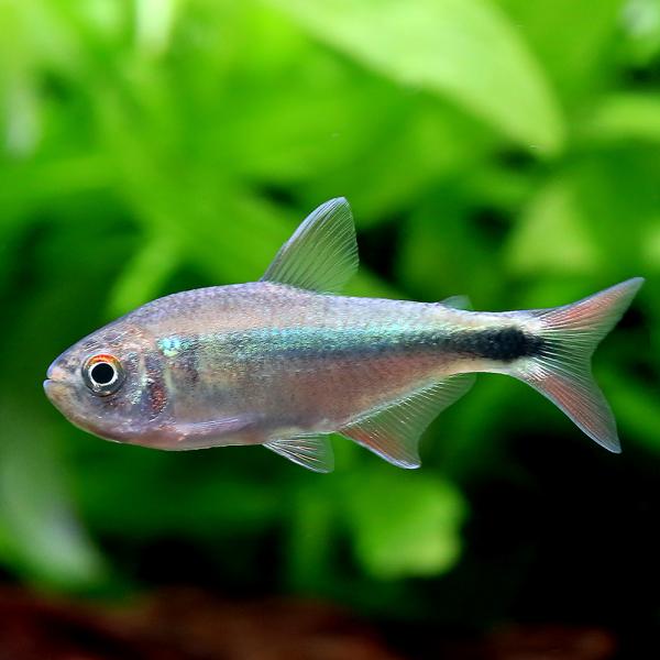 PF_SPQ　fish_database　熱帯魚・エビ他　カラシン（テトラ等）　南米産（中型種）　アスティアナックスｓｐ．フレイムフィンズ　Ａｓｔｙａｎａｘ　ｓｐ．　 ｆｌａｍｅｆｉｎｓ　ブリード　20026803　ＹＹ　y26m08　ka...