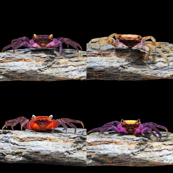 _aqua　_insect　fish_database　熱帯魚・エビ他　ザリガニ・その他生体　グレイバンパイア・クラブ　ドワーフクラブ　１匹　Vampire　Crab　Geosesarma　ｓｐ．　20260614　NH　ｙ26ｍ06　va...