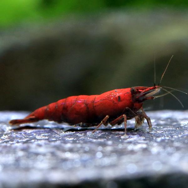 fish_database　_aqua　熱帯魚・エビ他　その他エビ　チェリーシュリンプ系　ヌマエビ系　Ｎｅｏｃａｒｉｄｉｎａ　ｄｅｎｔｉｃｕｌａｔａ　greenjade_cherry　オニキス　レッド　１匹　エビ生体　20260704　ＣＴ...