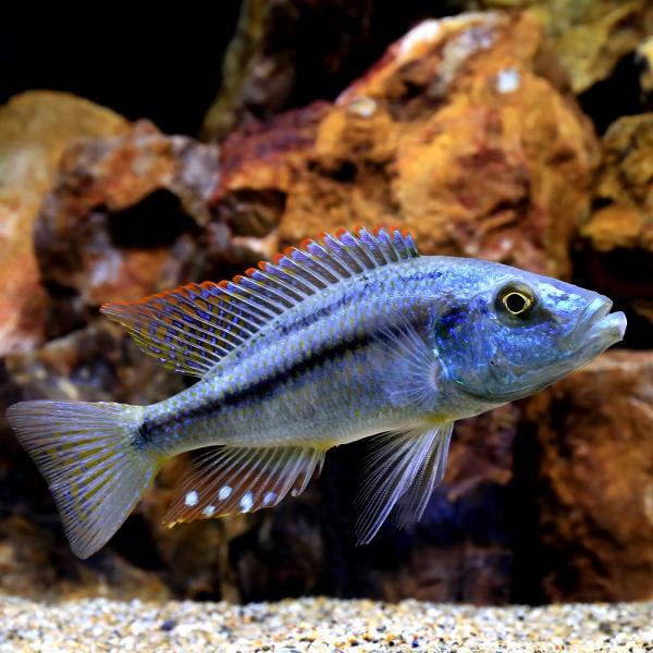 PF_SPQ　_aqua　熱帯魚・エビ他　シクリッド　種類で選ぶ　アフリカンシクリッド　ディミディオクロミス・コンプレシケプス　1匹　アフリカ産　Dimidiochromis strigatus　Dimidiochromis　compres...
